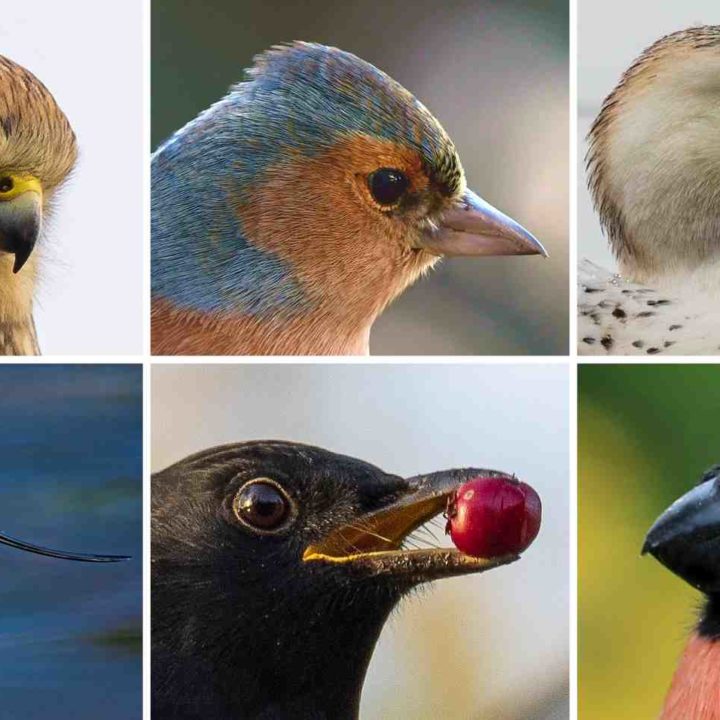 Was der Schnabel über den Vogel verrät – Vogelguckerin