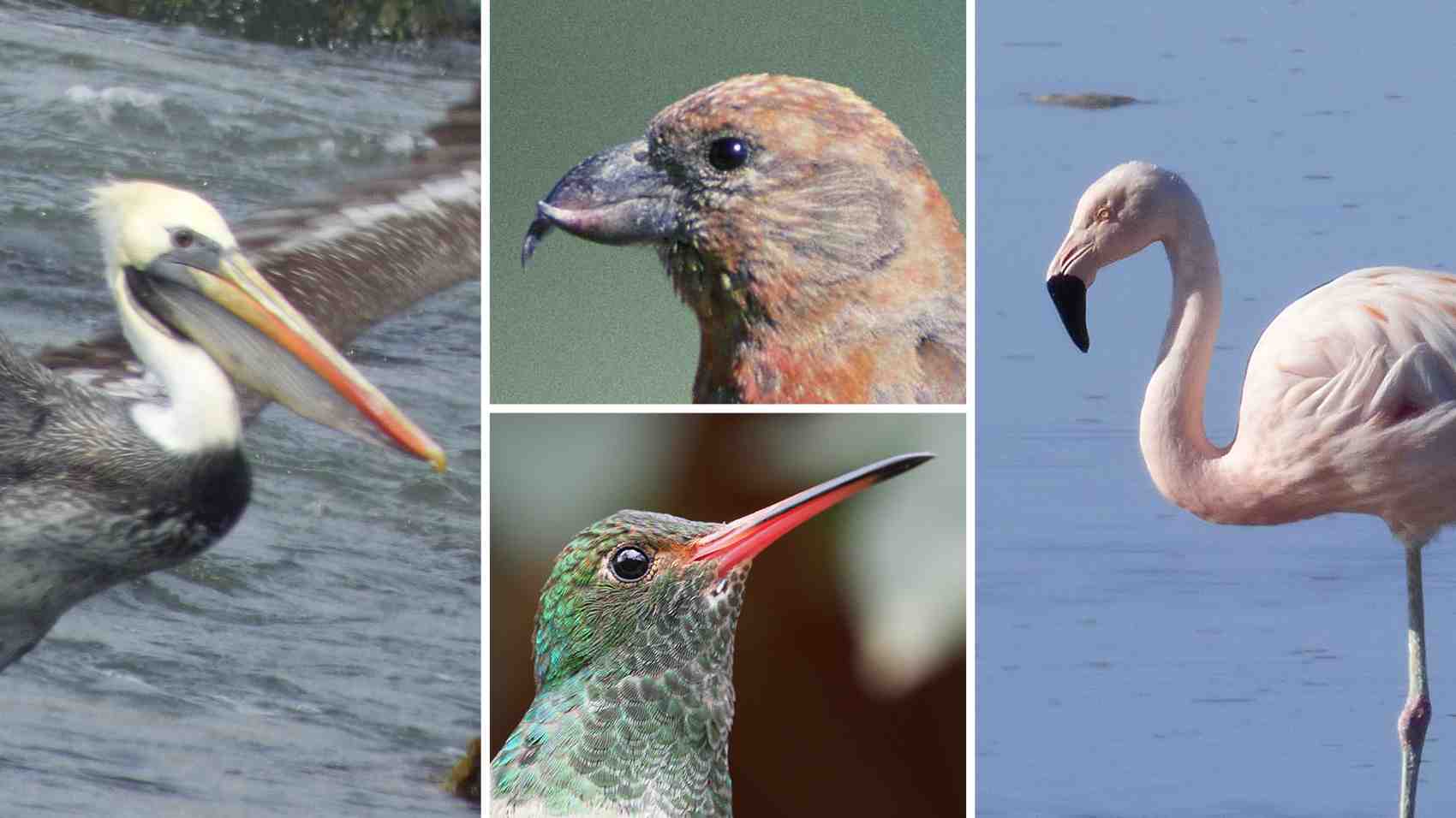 Was der Schnabel über den Vogel verrät • Vogelguckerin