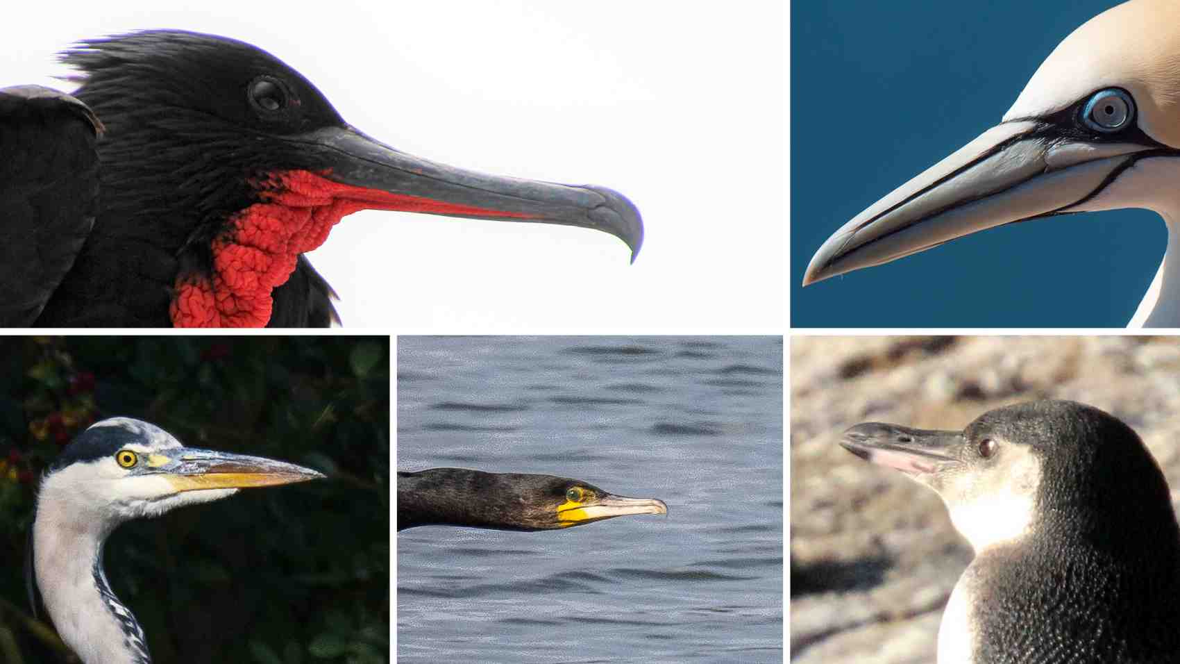 Was der Schnabel über den Vogel verrät • Vogelguckerin