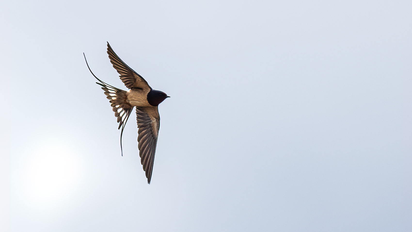 Schwalben unterscheiden • Vogelguckerin