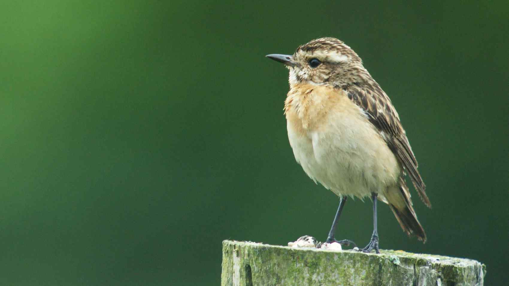 Franziska Schmidt: schützt das Braunkehlchen, Vogel des Jahres 2023 ...
