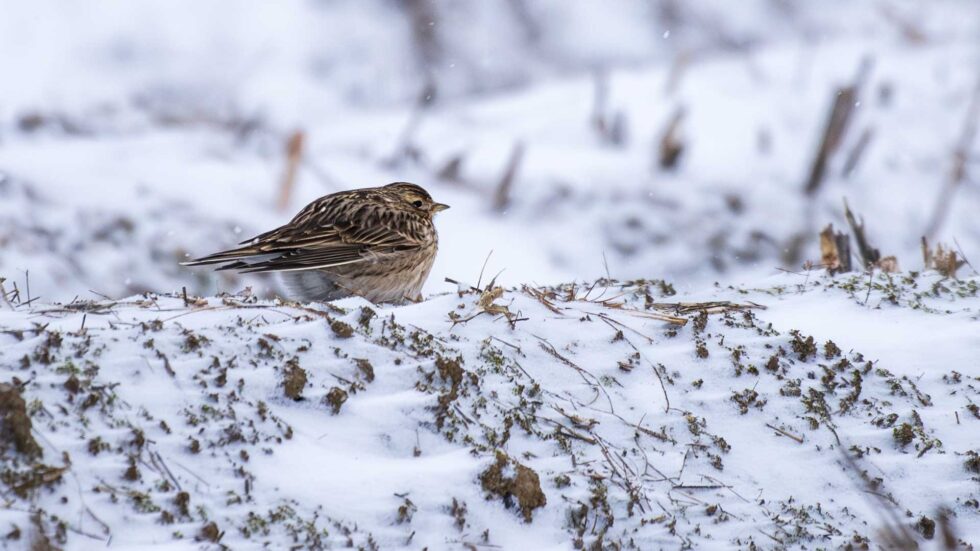 Von Lerchen und Feldlerchen • Vogelguckerin