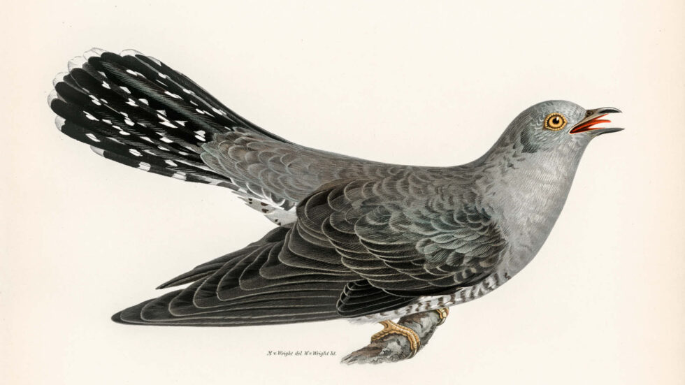 Der Kuckuck, Meister der Tarnung • Vogelguckerin