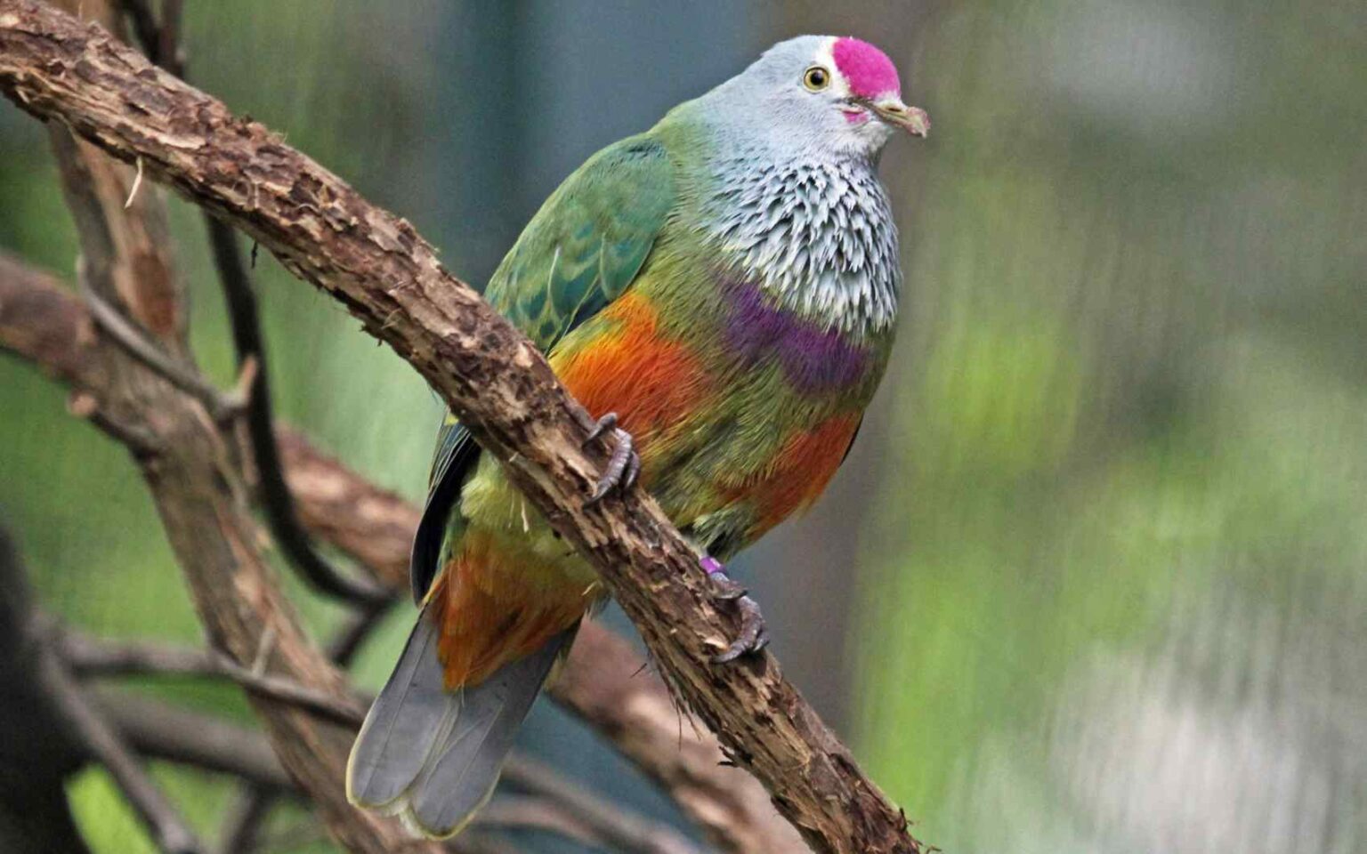 Die bunte Welt der Tauben • Vogelguckerin