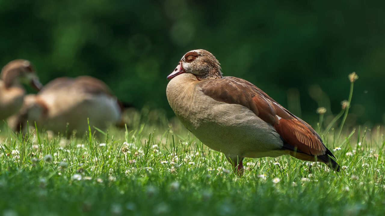 Ist die Nilgans invasiv? • Vogelguckerin