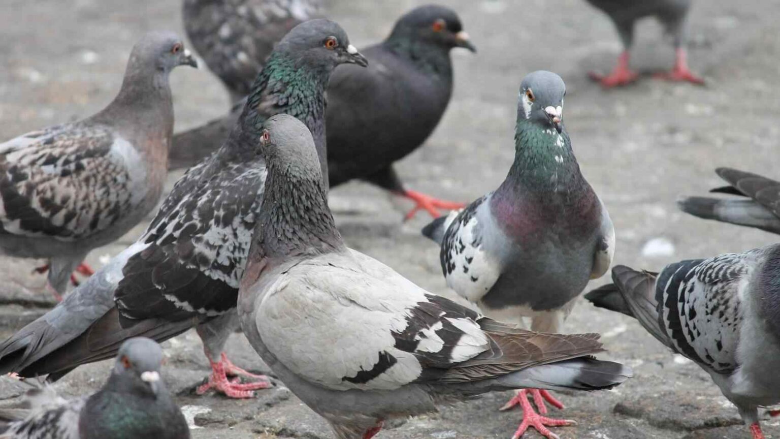 Das Elend der Stadttauben (und ein Hoffnungsschimmer) • Vogelguckerin