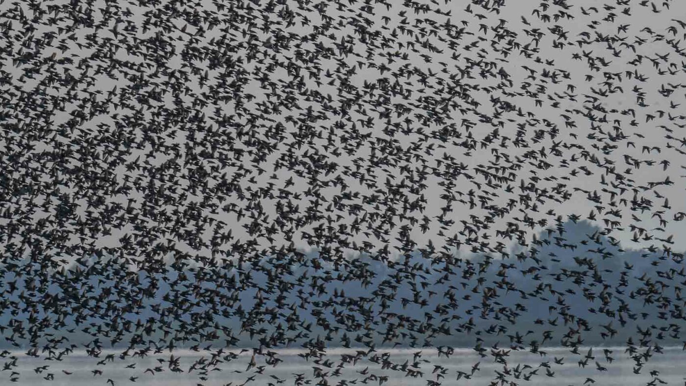 Wie funktionieren Vogelschwärme? • Vogelguckerin