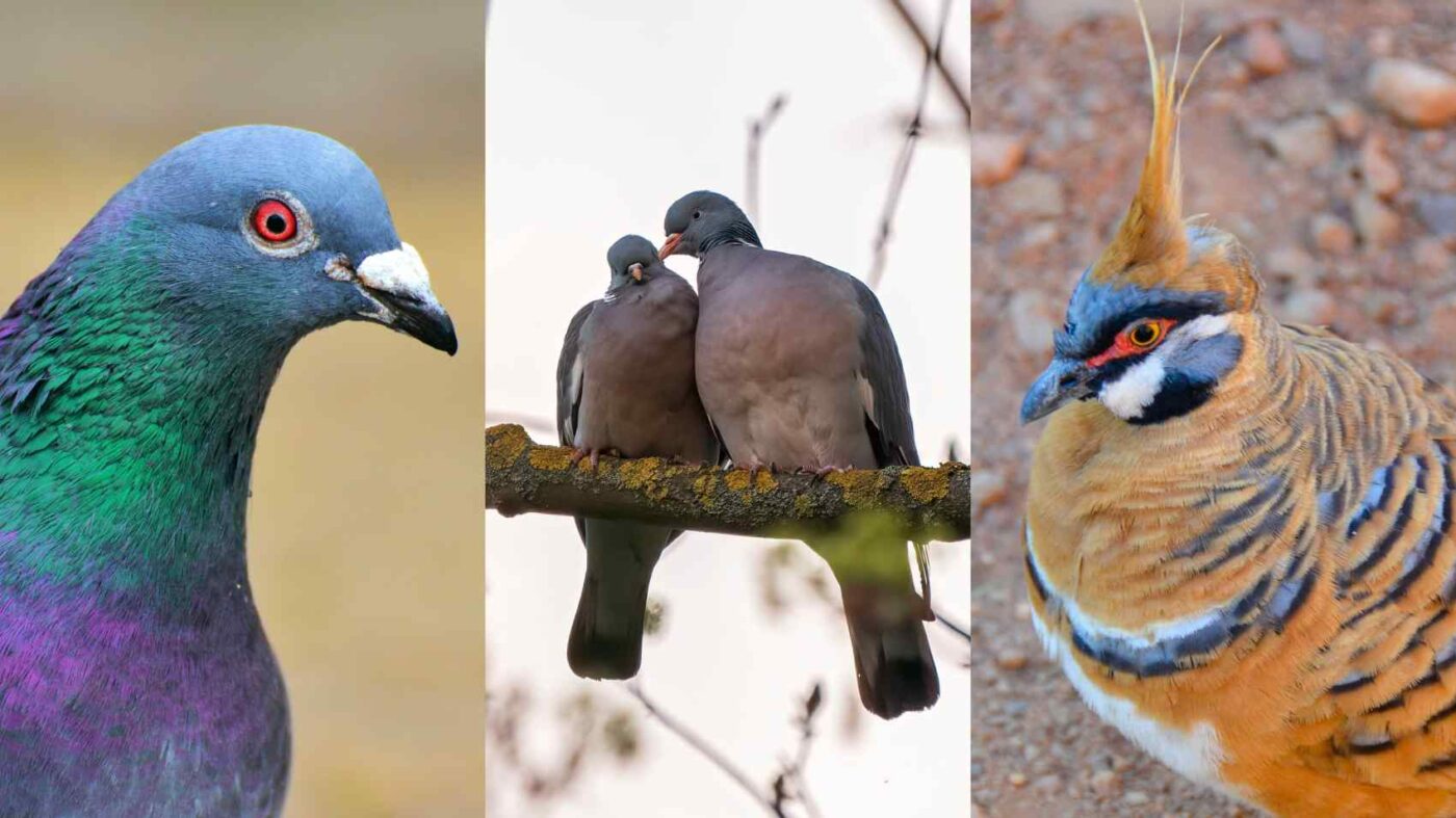 Die bunte Welt der Tauben • Vogelguckerin