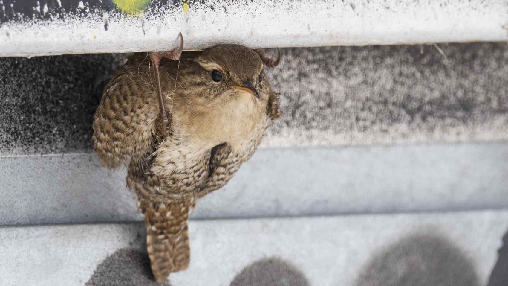 Der Zaunkönig: stimmgewaltiger Winzling • Vogelguckerin