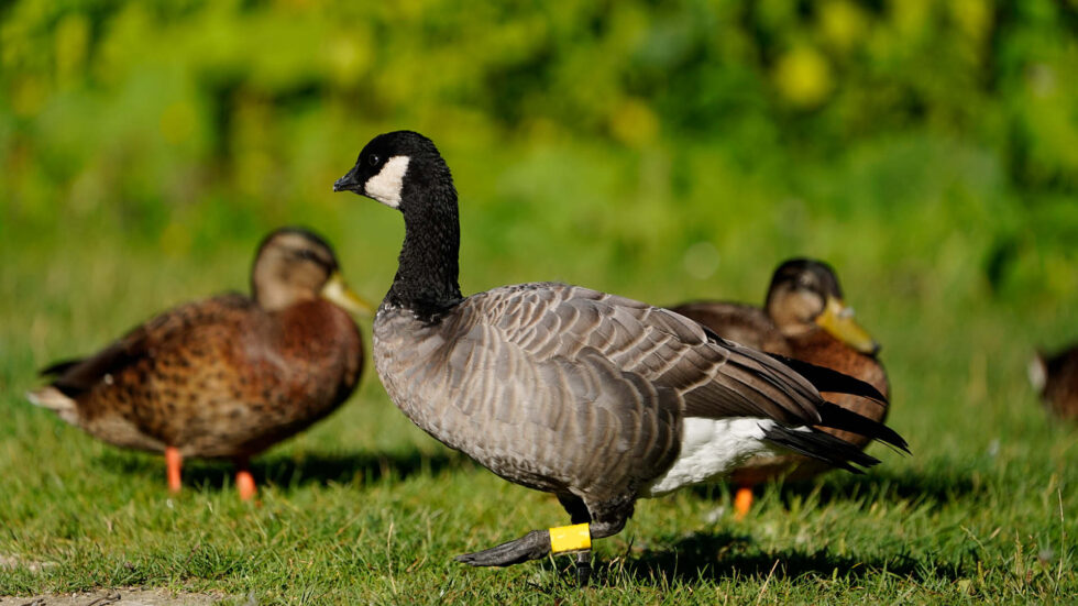 Was ist der Unterschied zwischen Gänsen und Enten? • Vogelguckerin